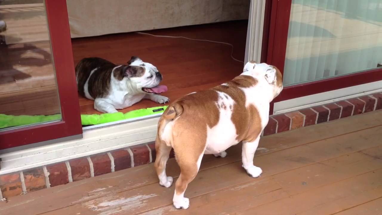Smart English Bulldogs - YouTube