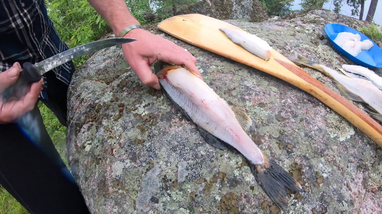 How to Filet a BWCA Walleye - YouTube