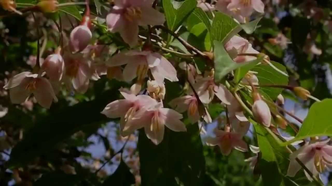 Styrax japonica 'Pink Chimes' (Pink-flowered Snowbell Tree) - YouTube