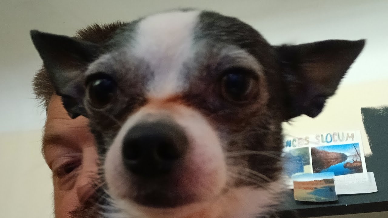 pepper tries to swim - YouTube