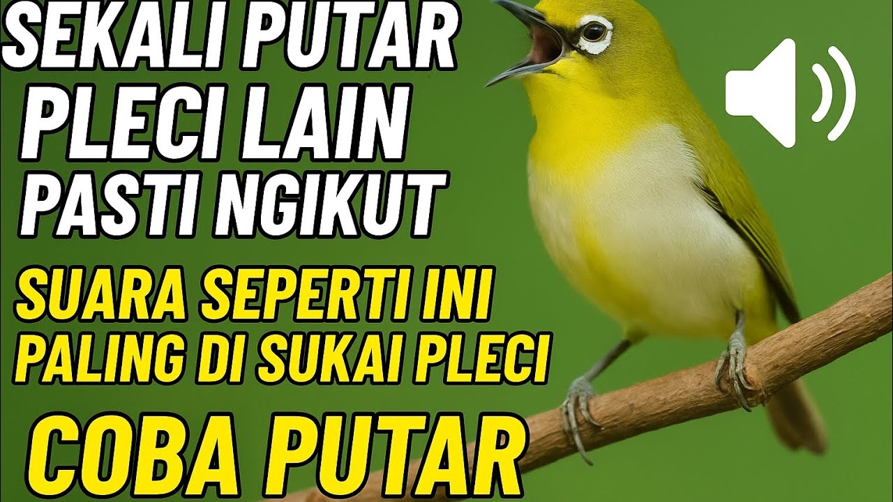 Sekali putar pleci lain pasti ngikut, suara seperti ini paling di sukai ...