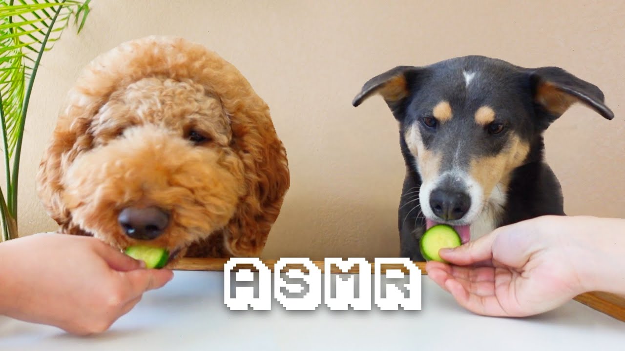 Dog ASMR MUKBANG | My Dogs Review Different Types Of Food - YouTube