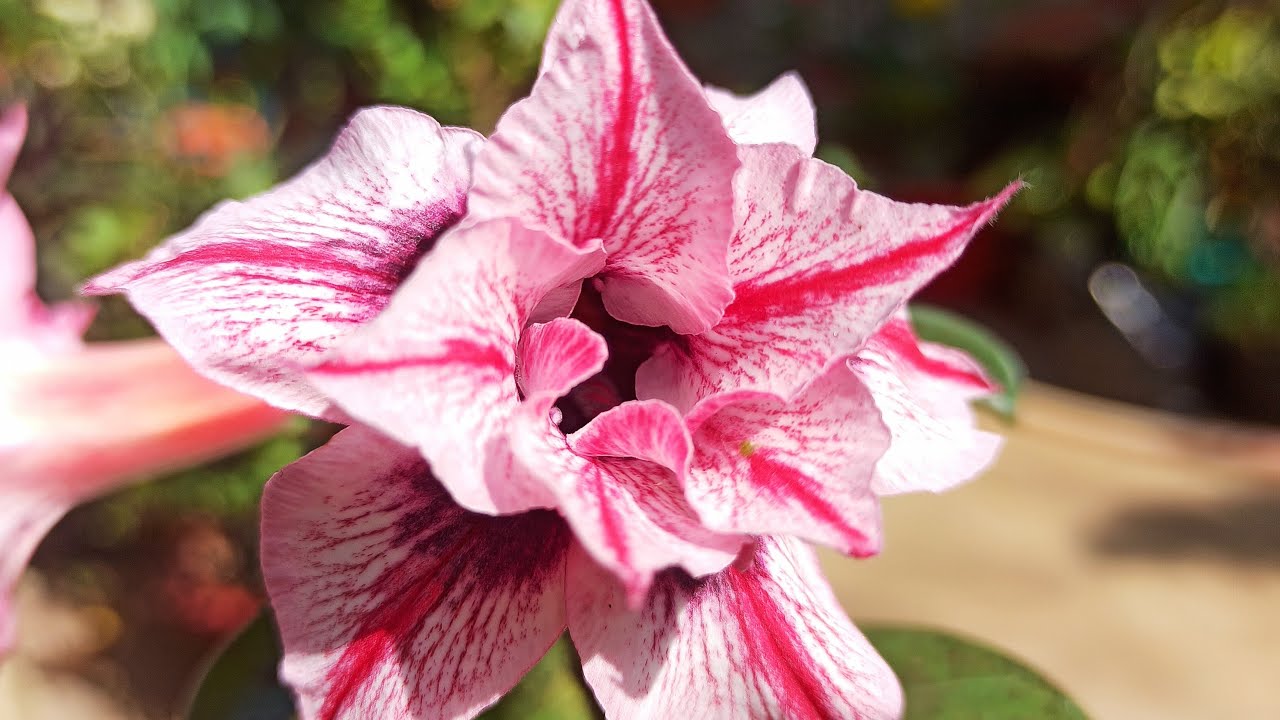 Rasmita gardening life is live - YouTube