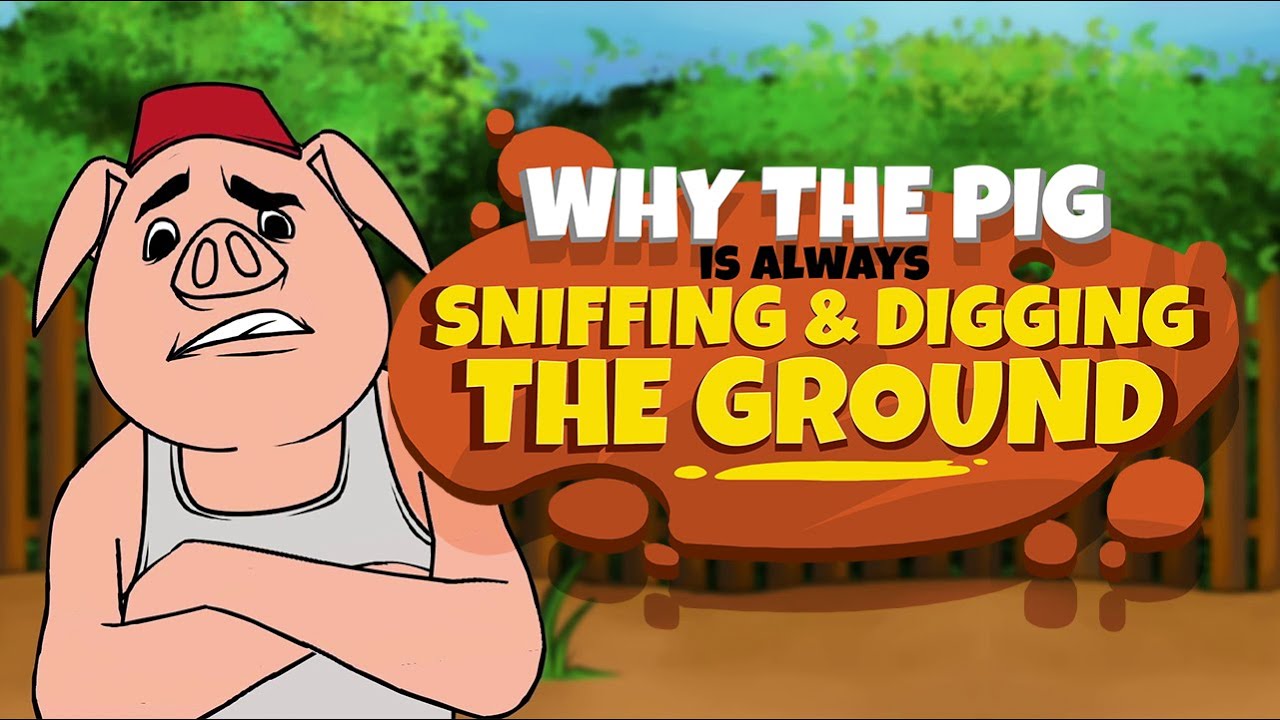 WHY THE PIG IS ALWAYS SNIFFING AND DIGGING THE GROUND - YouTube