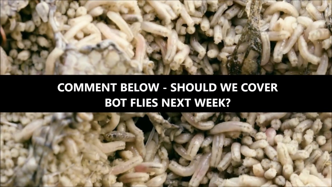 Popping Black Heads! Educational Video (Health & Fitness) - YouTube