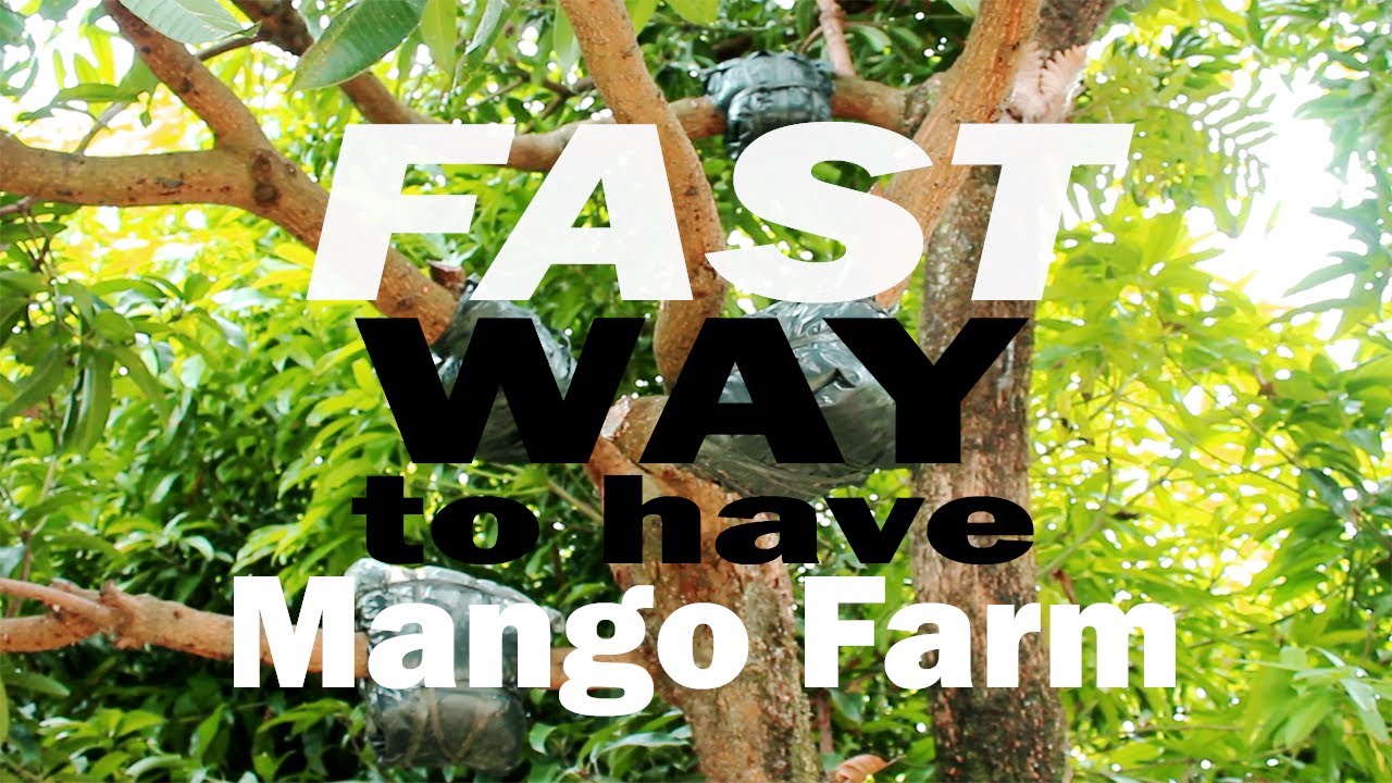 Marcotting Big Mango Branches - YouTube