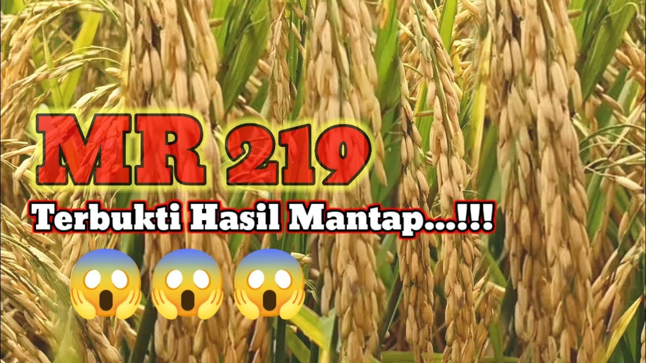 PADI UNGGUL || MR 219 - YouTube