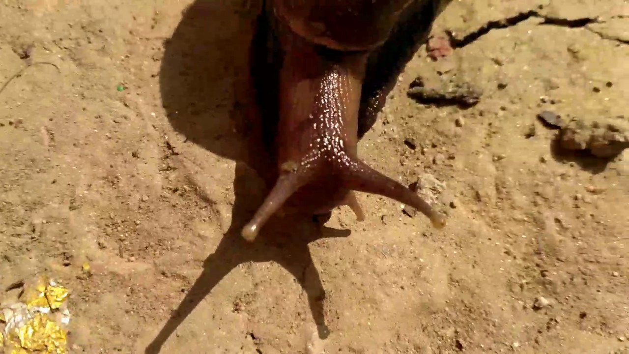 শামুক Snail Shamuk - YouTube