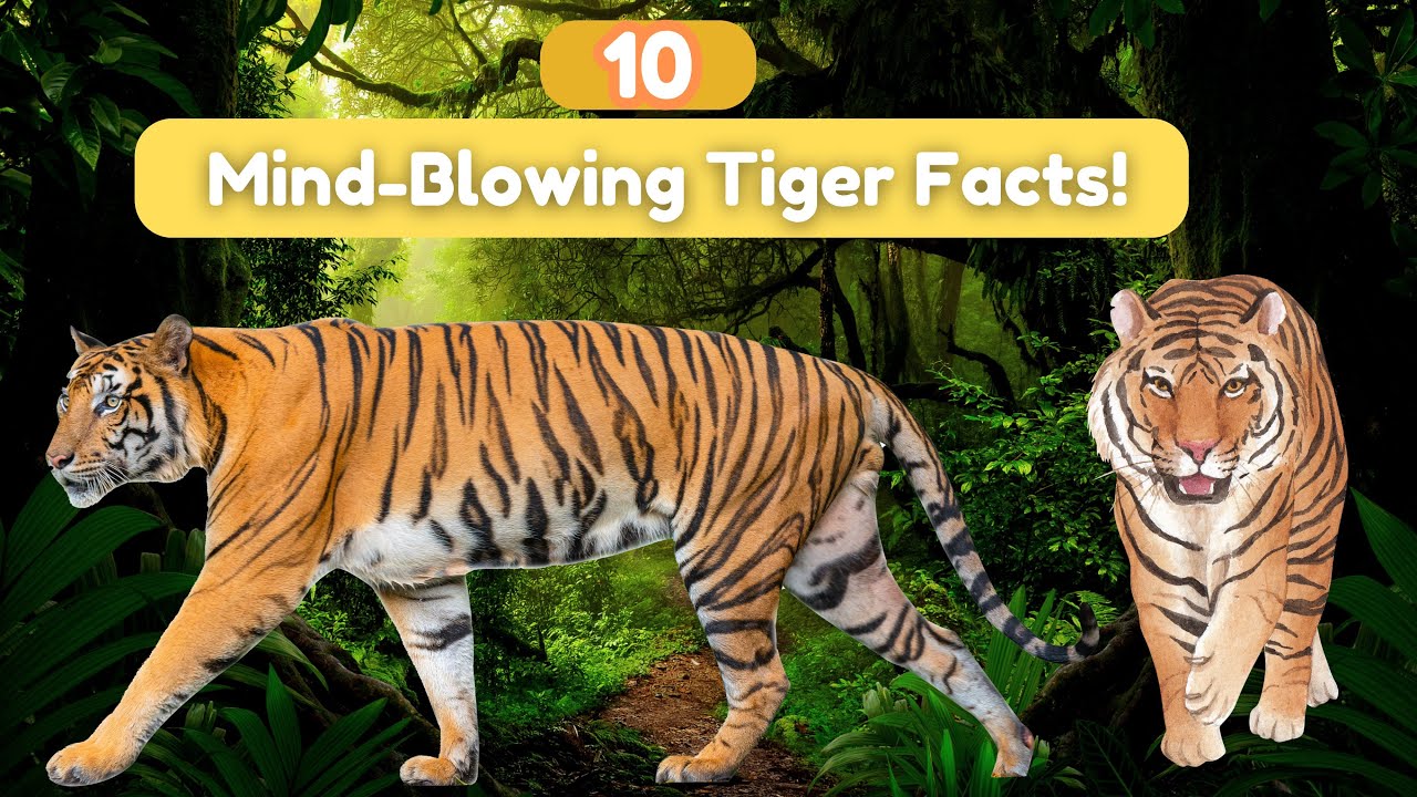 10 Mind-Blowing Tiger Facts You Never Knew! 🐅 | Knowledge Snap - YouTube