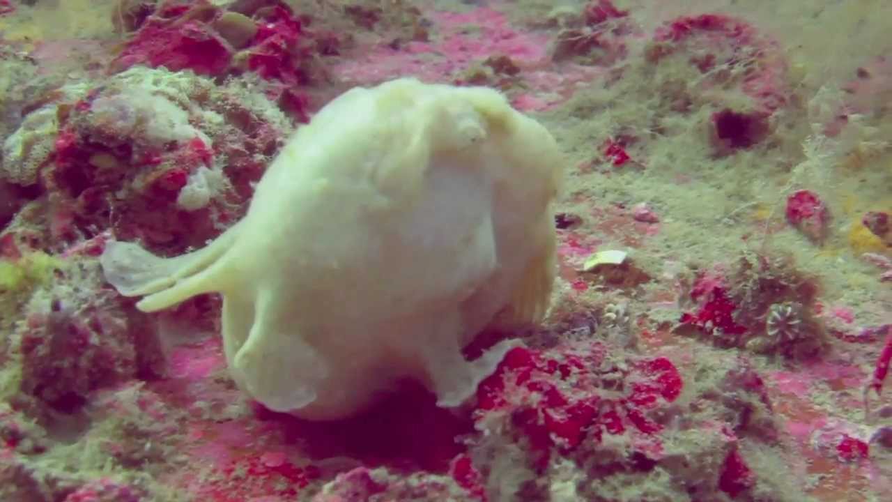 Ocellated Frogfish Eating - Diving Florida - YouTube