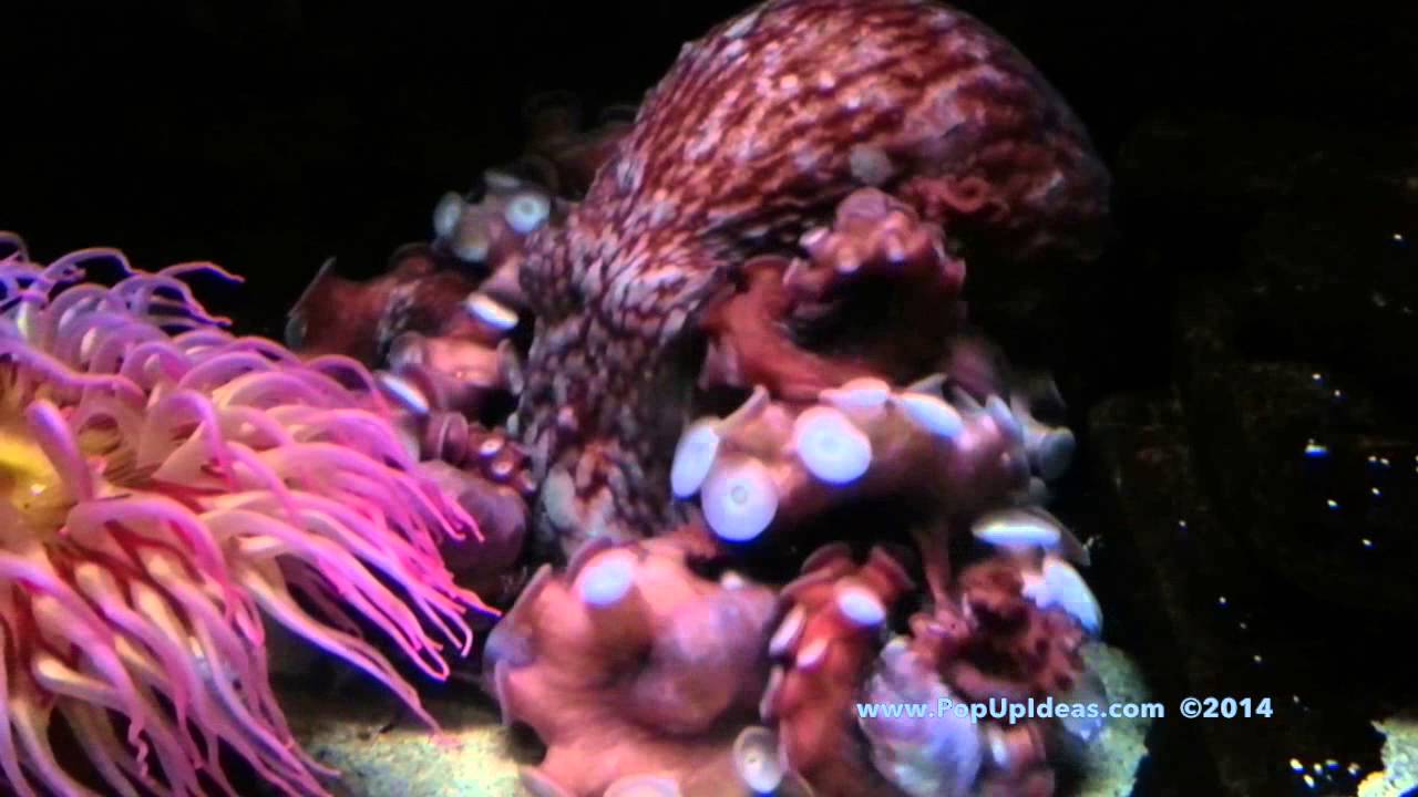 Octopus Stretching - YouTube