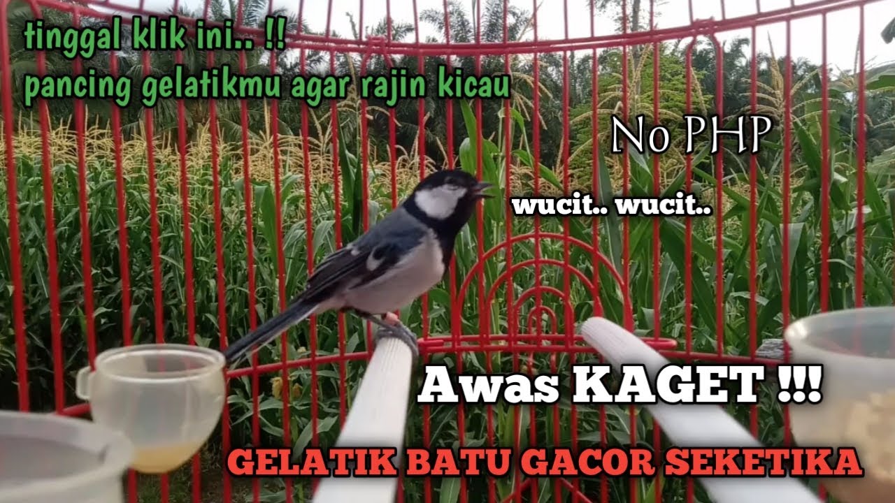 Gelatik batu suara ngalas nembak - PANCINGAN GELATIK pembobol Birahi ...