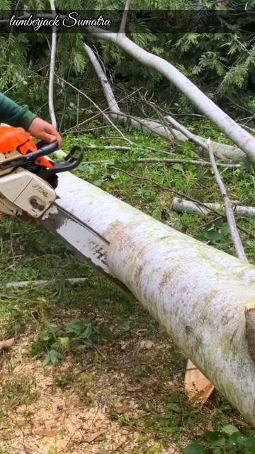 effective albasia wood cutting techniques#wood#tree#lumberjack#chainsaw ...
