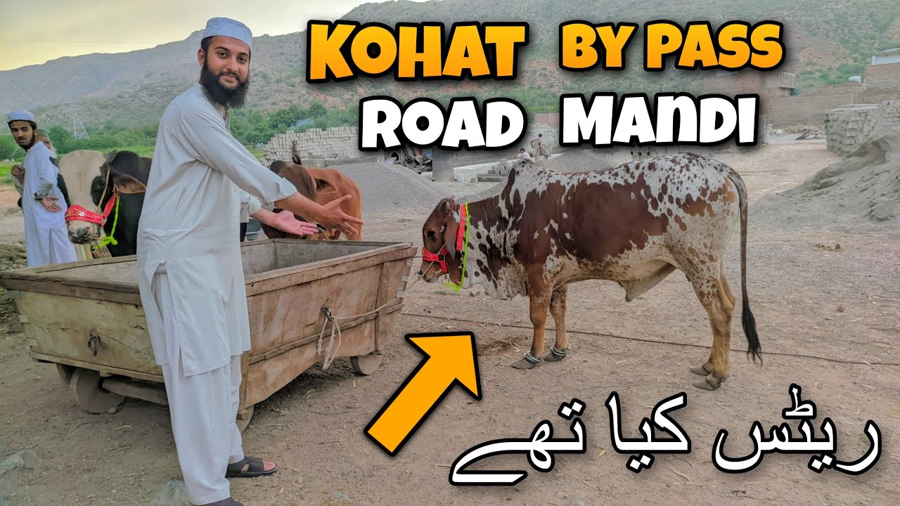 Kohat By Pass Road Cow Mandi 2023 | Kohat Mandi | Ots Road Mandi 2023 ...
