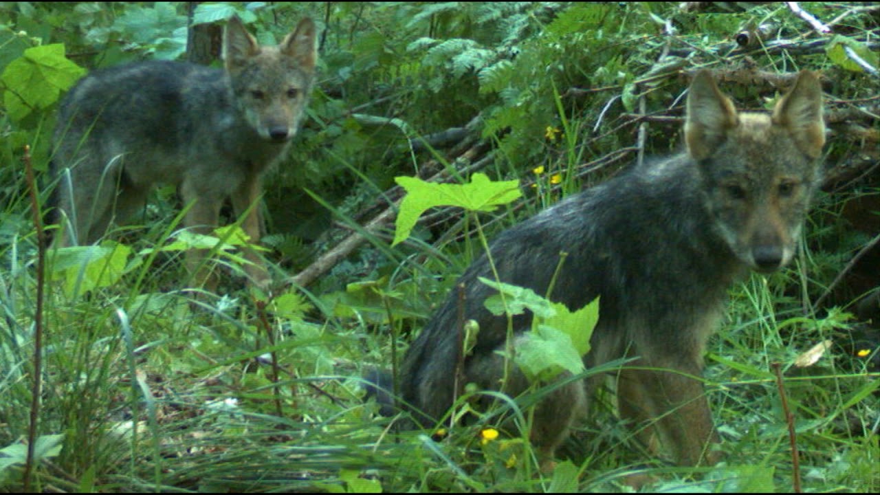 Wolf Slideshow-Echo Valley Pack - YouTube
