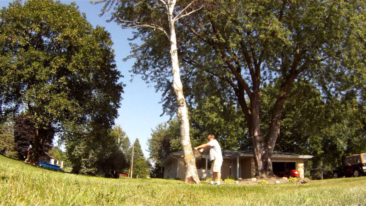 Birch Tree Felling - YouTube