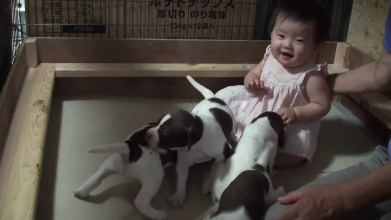 ELHEW POINTER - YouTube