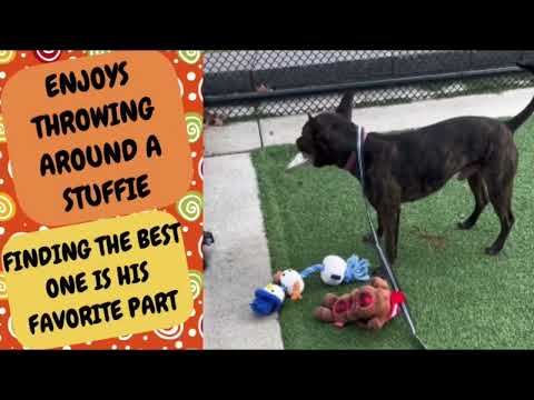 MEET RADAR AT KC PET PROJECT ZONA ROSA