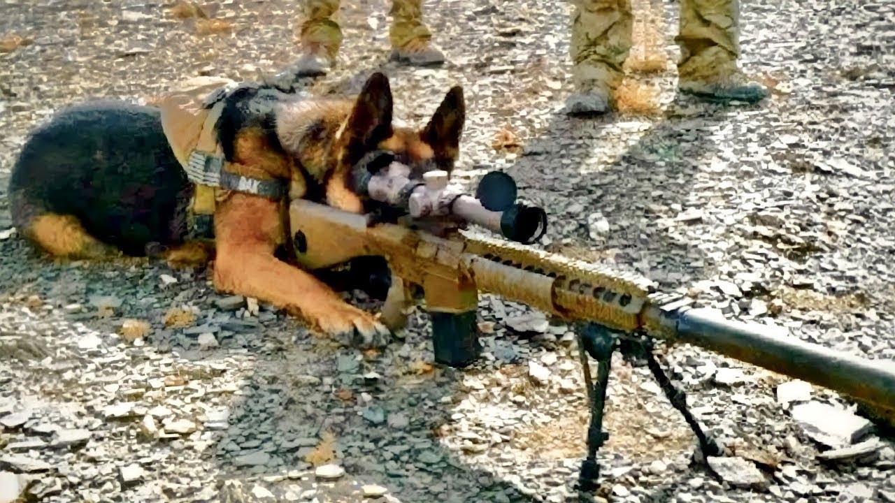 An American Dog Participates In A War, Becomes The Leader & The Reason ...