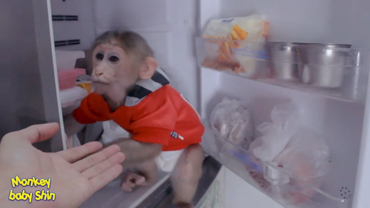 Monkey Baby Shin Sneakily Opened The Fridge To Eat Food - YouTube