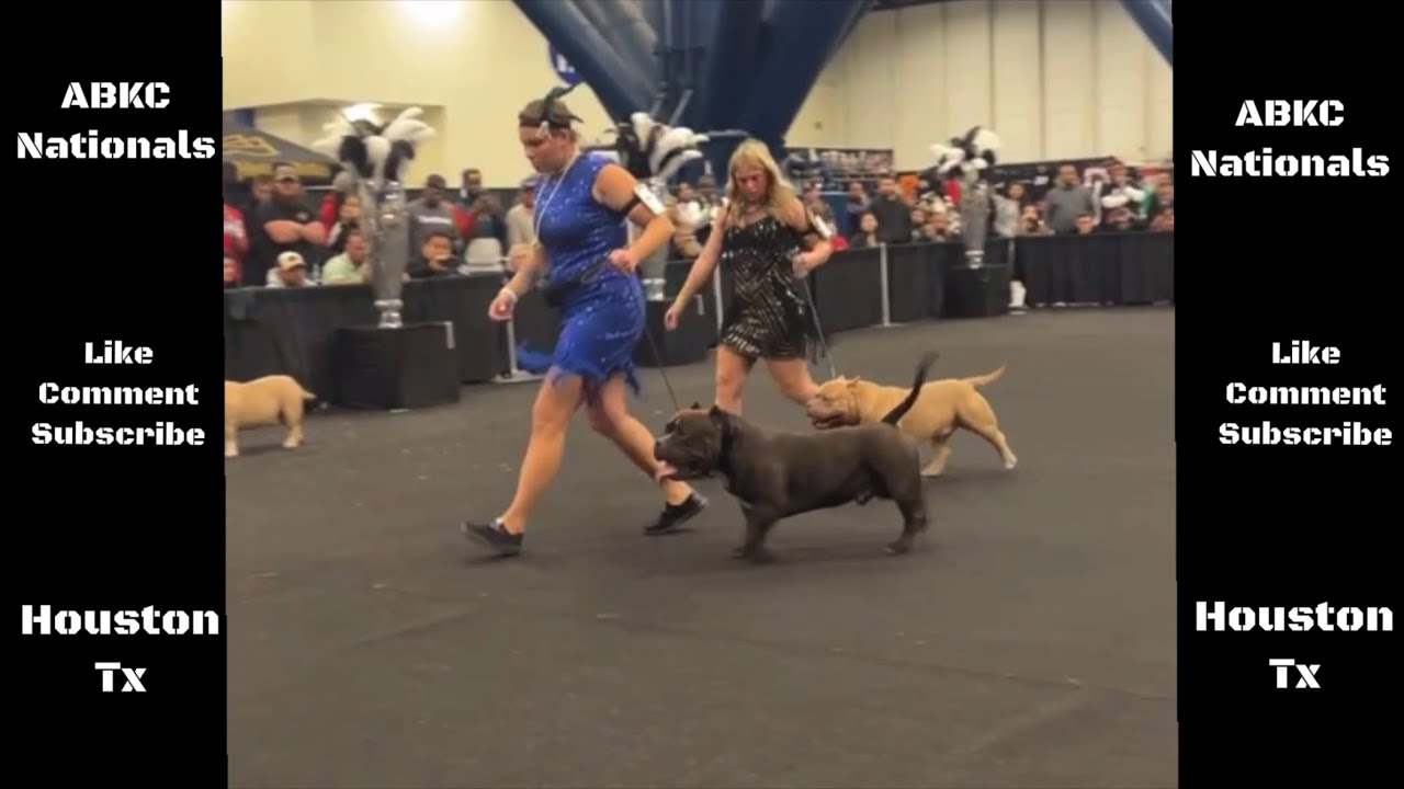 ABKC Nationals (Dog Show) Houston Tx | 2024 - YouTube