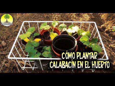 COMO PLANTAR CALABACÍN EN EL HUERTO