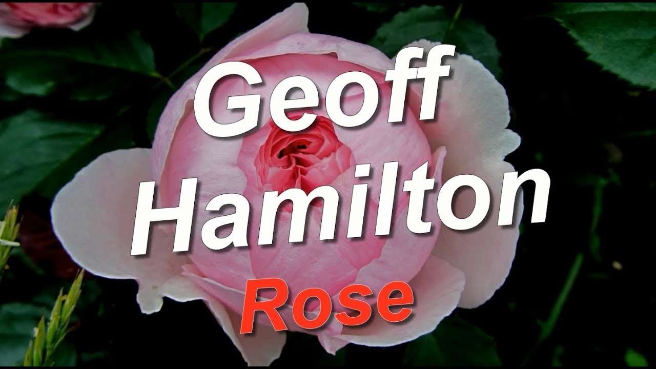 Geoff Hamilton Rose - YouTube