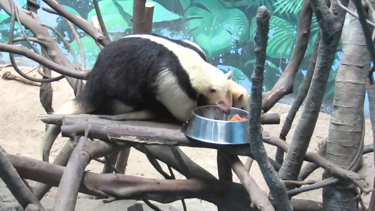 #1-19 Oct 2013 Anteater at Noichi Zoo, Kochi, Japan - YouTube