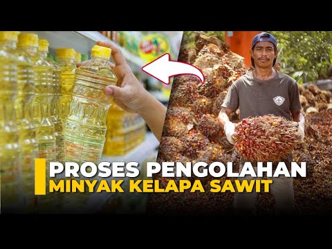 BEGINI TAHAPAN PROSES PEMBUATAN MINYAK GORENG KELAPA SAWIT DAN CPO ...