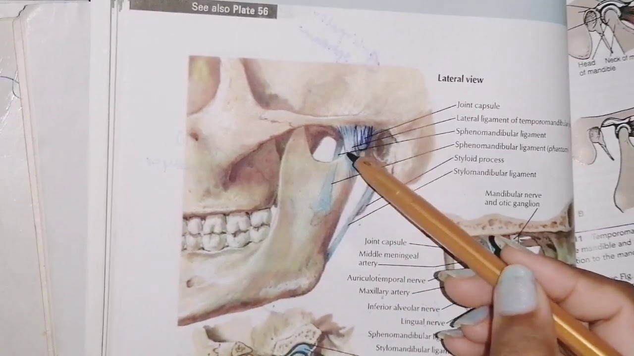 Temporomandibular Joint, TMJ, #head_neck_anatomy #snells #atlas easy and detailed explanation ...