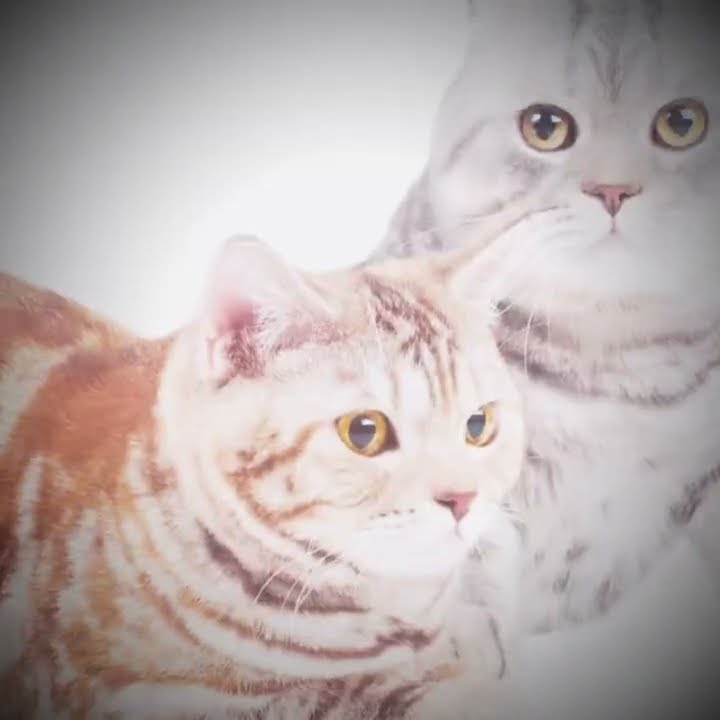 cats edit - YouTube