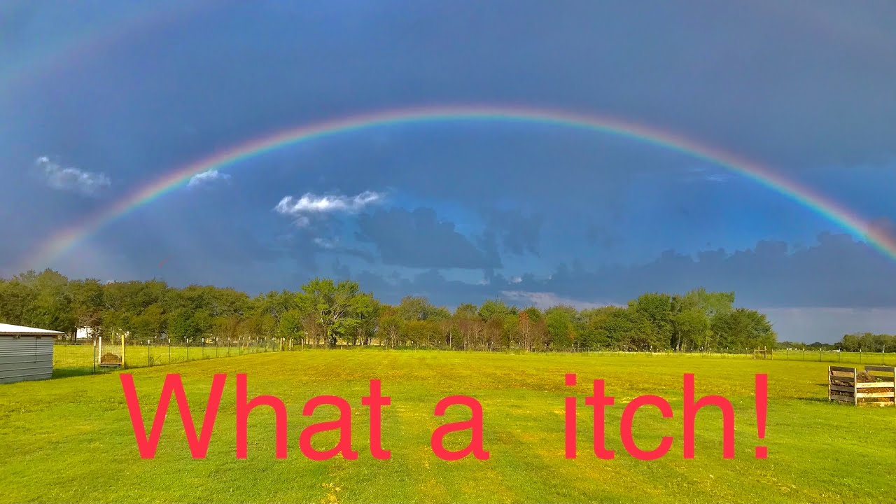 Cheep, easy DIY sheep scratching station - YouTube