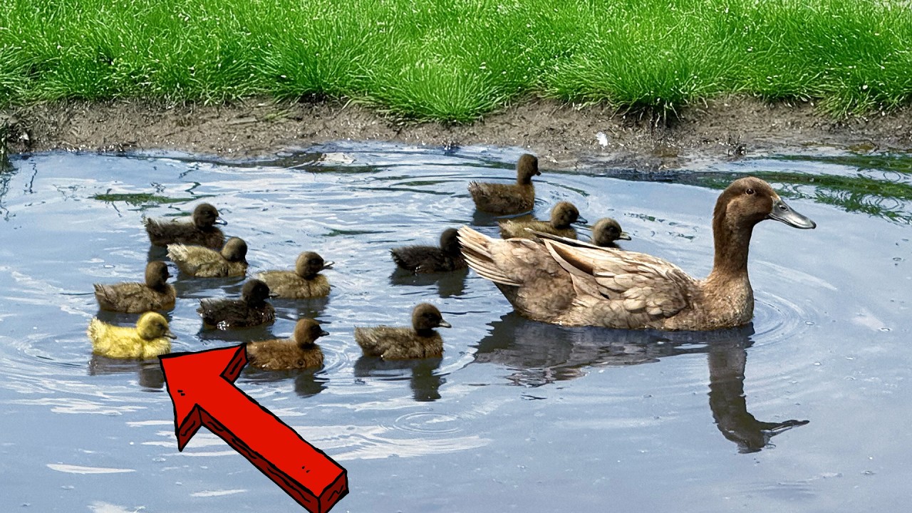 This Bird Just Pulled the Greatest Trick Ever - YouTube