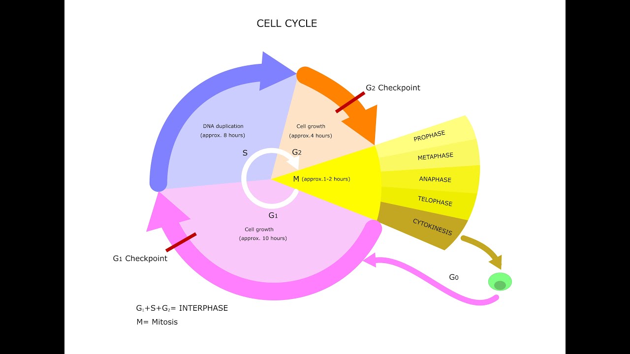 SIKLUS SEL - HISTOLOGI - YouTube