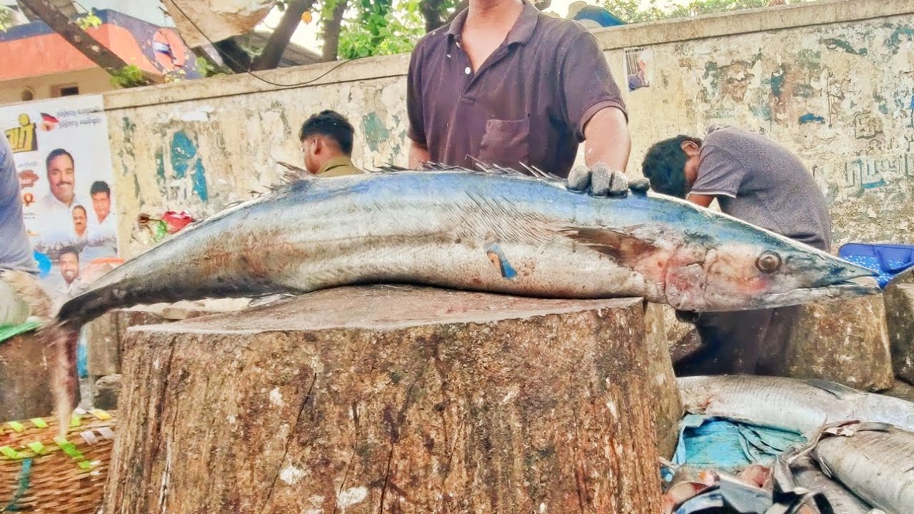 10 kg arakola fish amazing slices🔥🔪kasimedu fish cutting🔥kf fish cuts🔥 ...