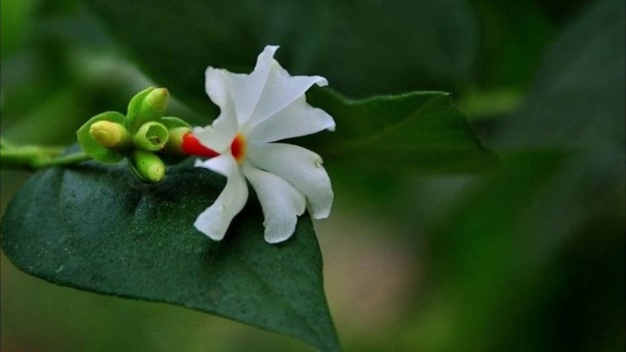 Pavizhamalli Poovinippol | Ajayanum Vijayanum (1976) | Lyrics ...