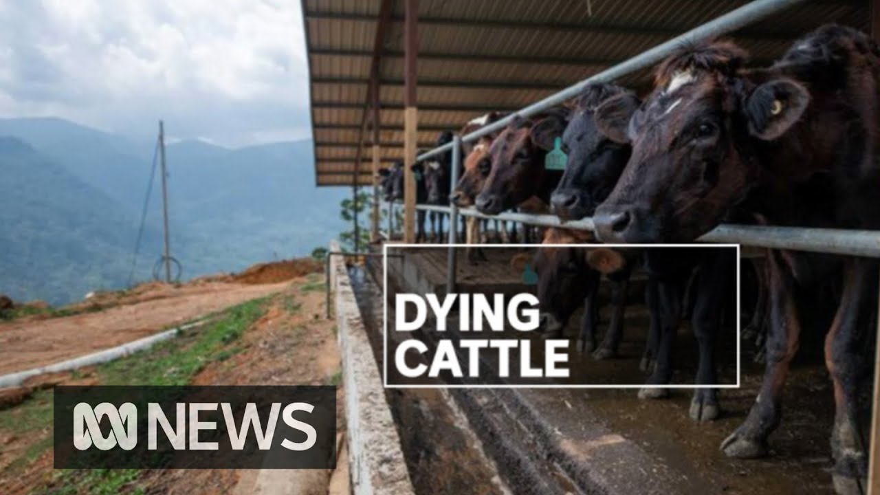 Mass deaths of Australian cattle in Sri Lanka | ABC News - YouTube