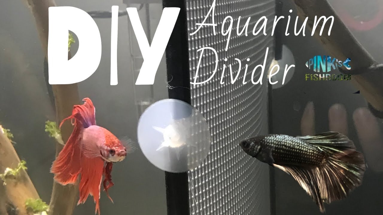 DIY AQUARIUM DIVIDER Betta Fish Divider Fits ANY Aquarium YouTube diy-aquarium-divider-betta-fish-divider-fits-any-aquarium-youtube