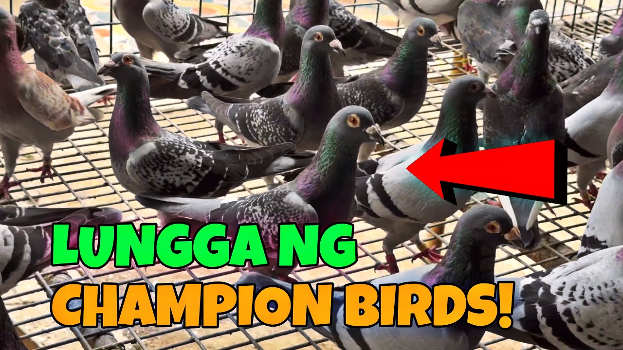 GRABE SA DAMI NG CHAMPION NA KALAPATE! GUSTO KO BUMILE #kalapatids ...