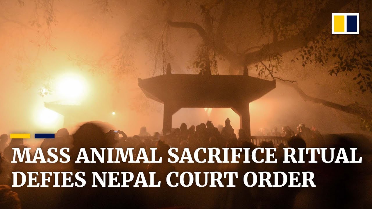 Mass animal sacrifices go ahead in Nepal despite court ban of the Hindu ...