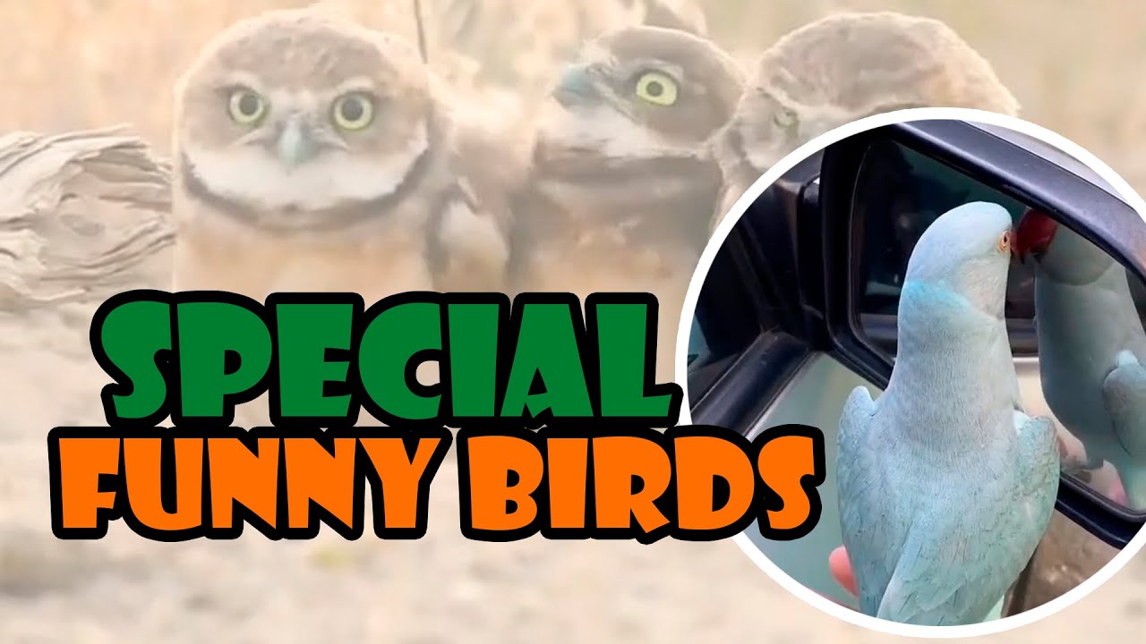 Compilation of funny birds! Try not to laugh at the messes they make ...