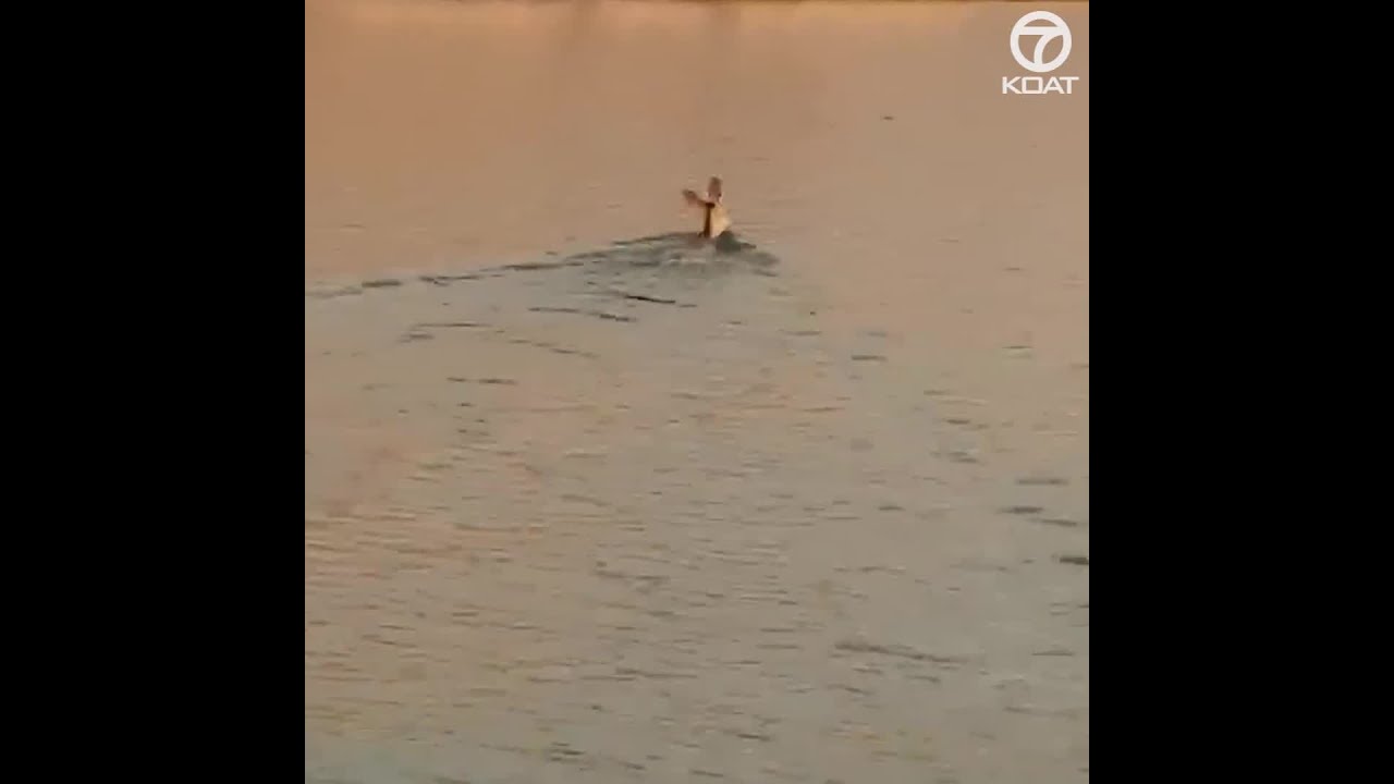 Deer swimming in Elephant Butte - YouTube