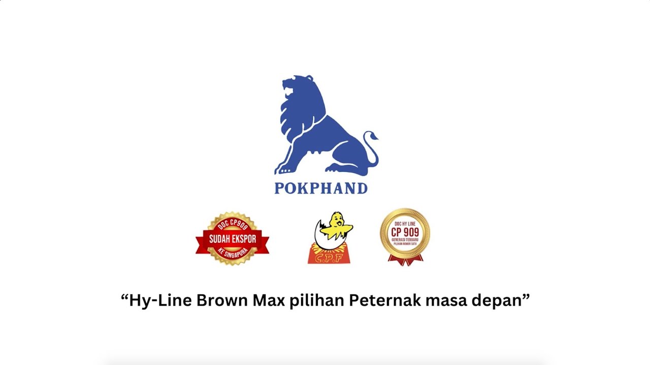 DOC Hyline Brown Max Pilihan Cerdas Peternak Ayam Layer / Petelur Masa Depan - YouTube