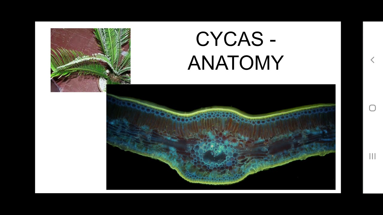Cycas Anatomy - Part 1 - YouTube
