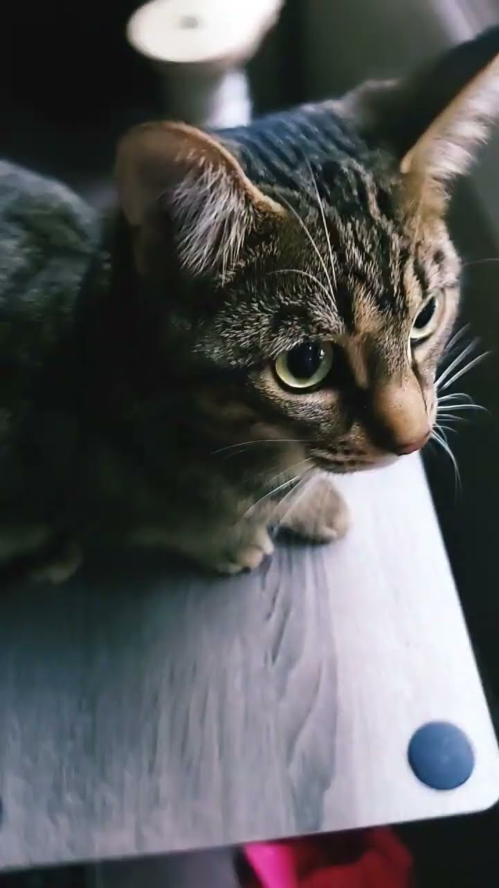 okley want to play fortnite what? - YouTube