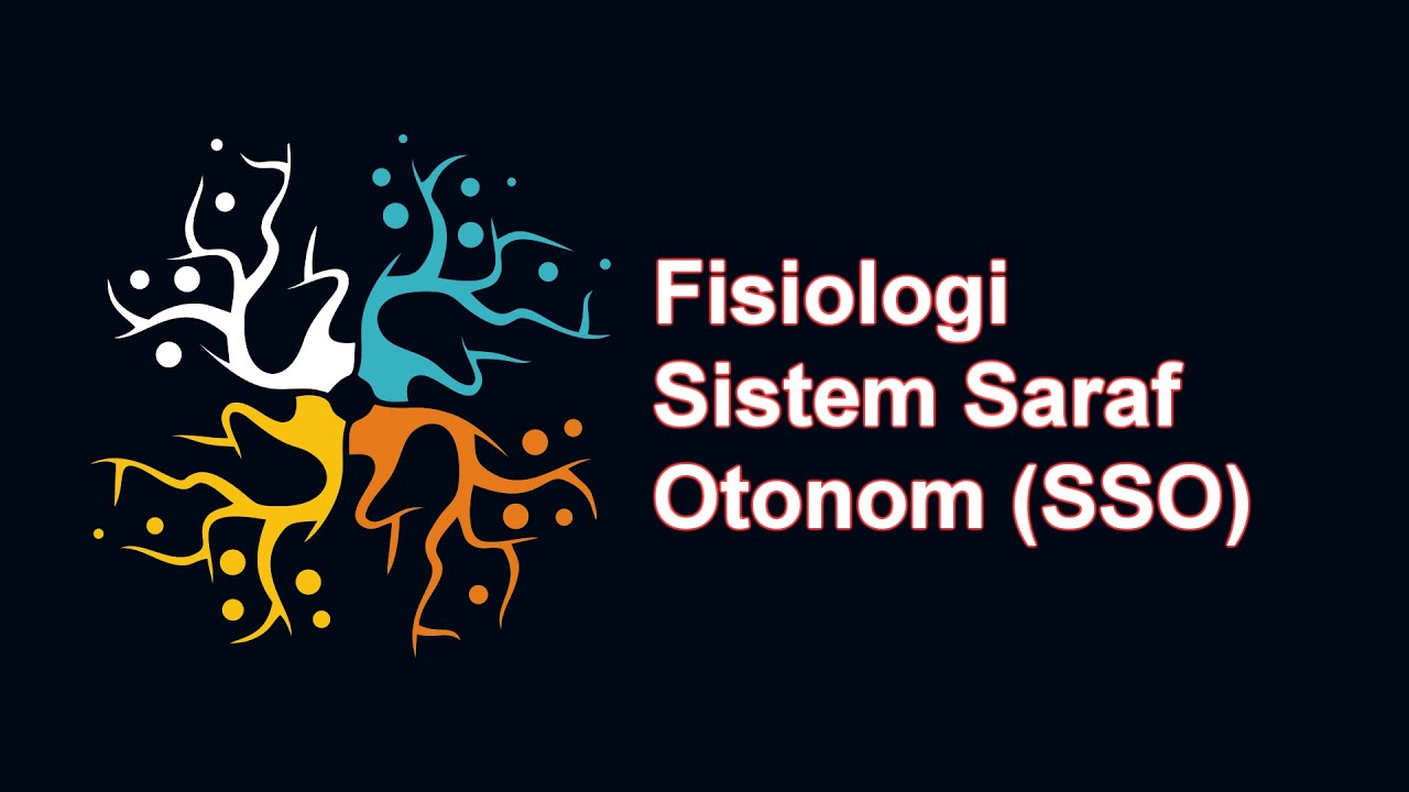 Fisiologi Sistem Saraf Otonom - Simpatis dan Parasimpatis, Norepinefrin ...