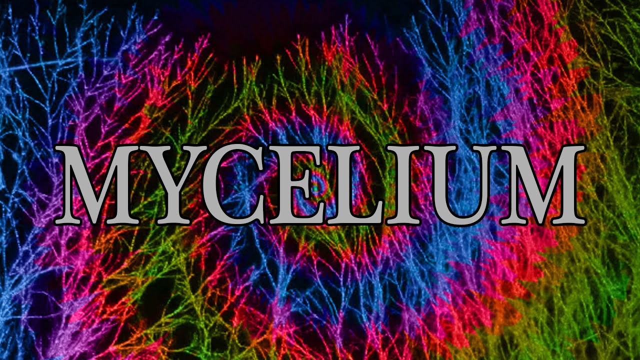 Mycelium - Alien Perspective 👽 - YouTube