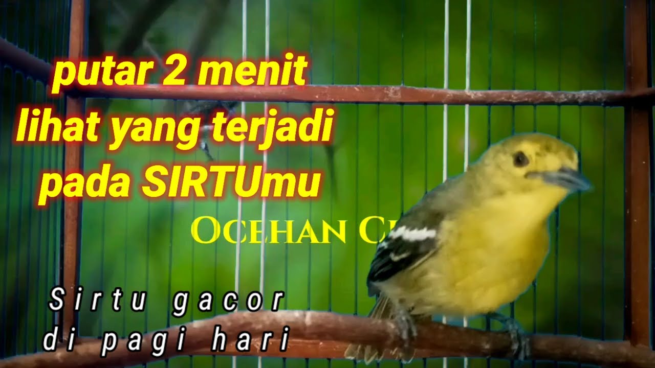 kicaun burung sirtu di pagi hari untuk merangsang sirtu bahan agar ...