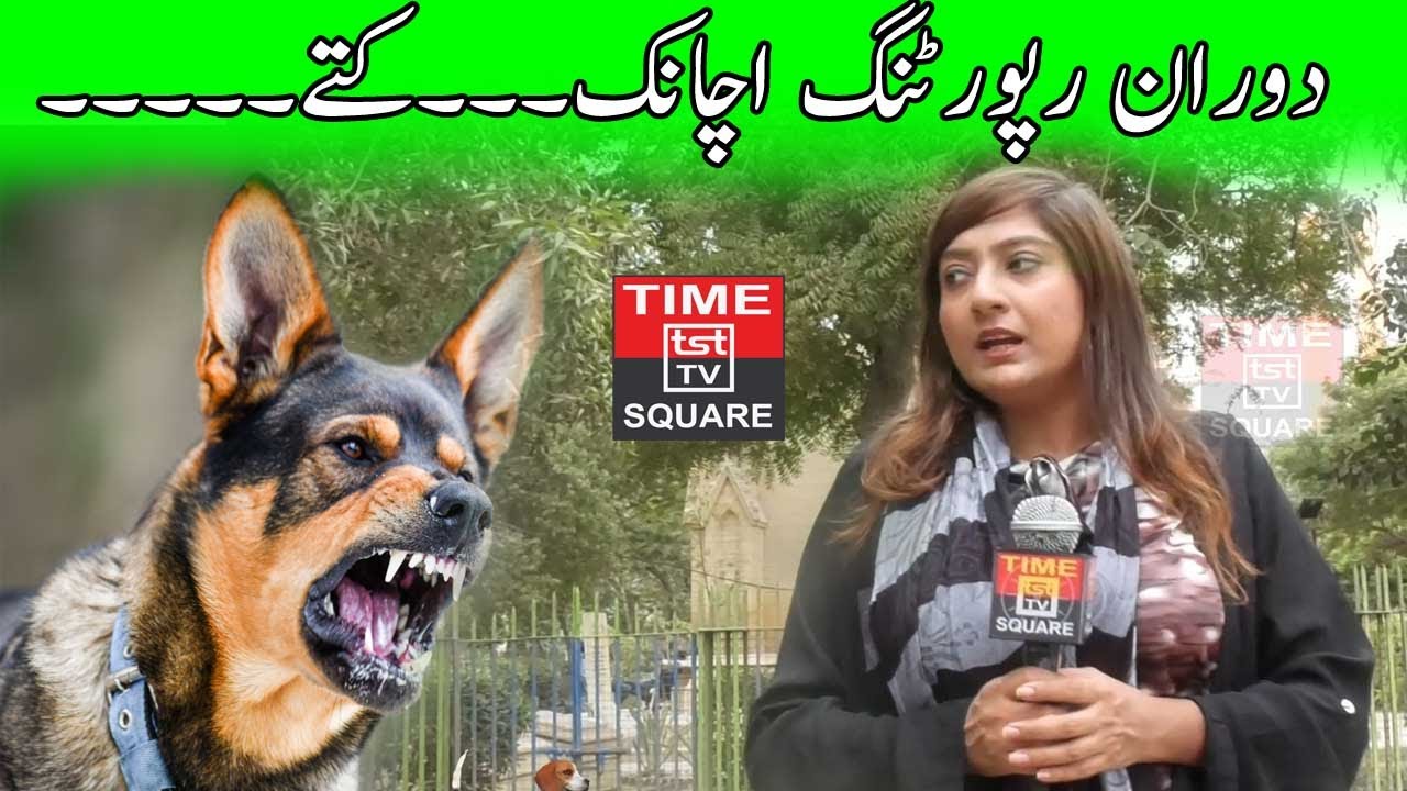 During reporting, Suddenly. Dogs......@TimeSquareTV - YouTube