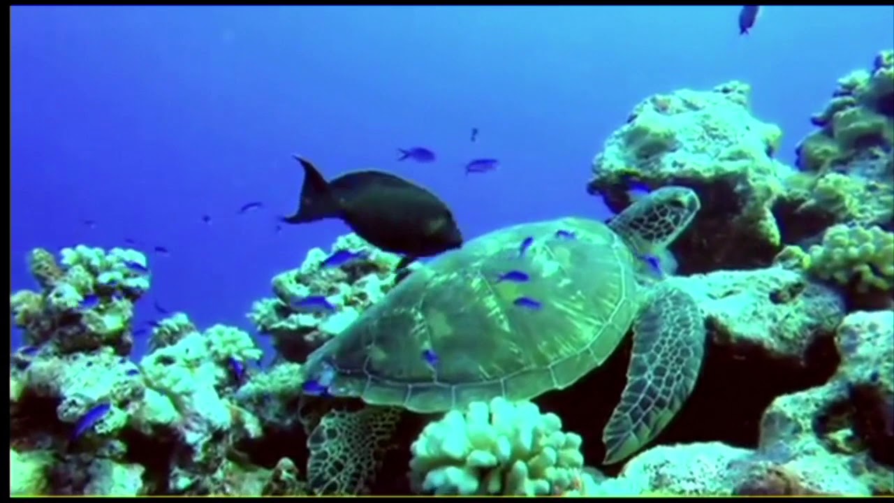Les poissons de Polynésie - YouTube